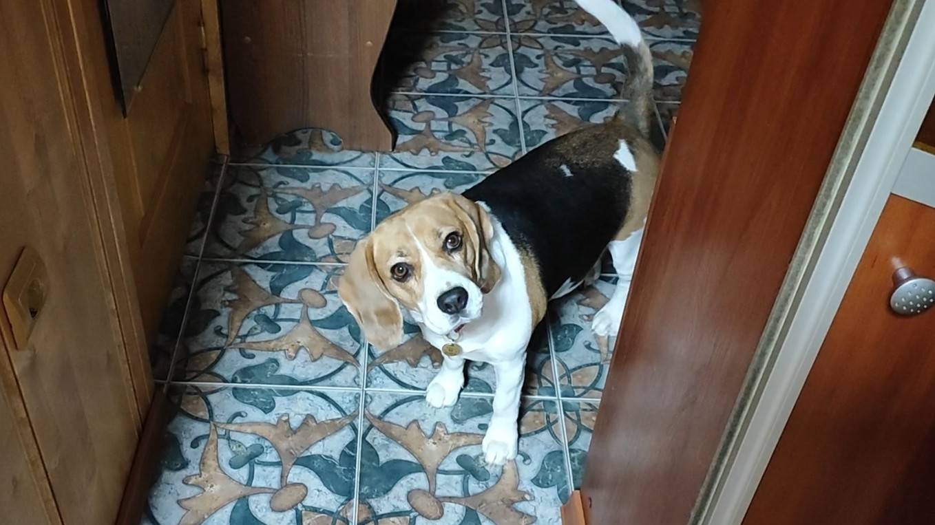 Не могу поймать, собью в полёте! Грейси & Фокс | Передержка собак Ростов