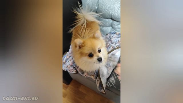 Плюшками балуемся... | Грейси & Фокс | Передержка собак Ростов