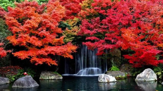 Осень  Слайд-шоу  автор Людмила Чубенко  Бонусный урок  Canva Базовый курс (8 поток)