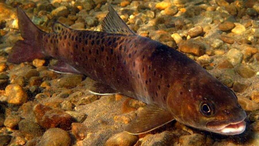 РР4, рыбалка на реке Яма. Хороший клёв ленка тупорылого.