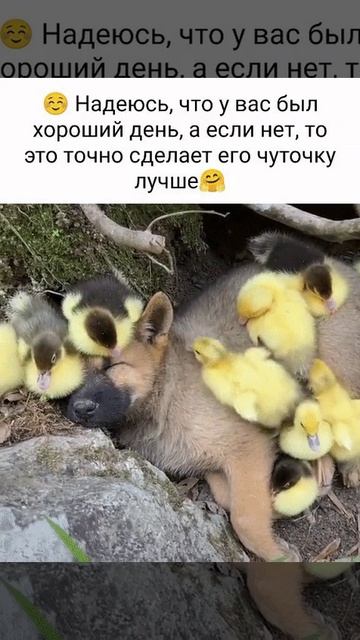 ЛОХМАТЫЙ НЯНЬ...