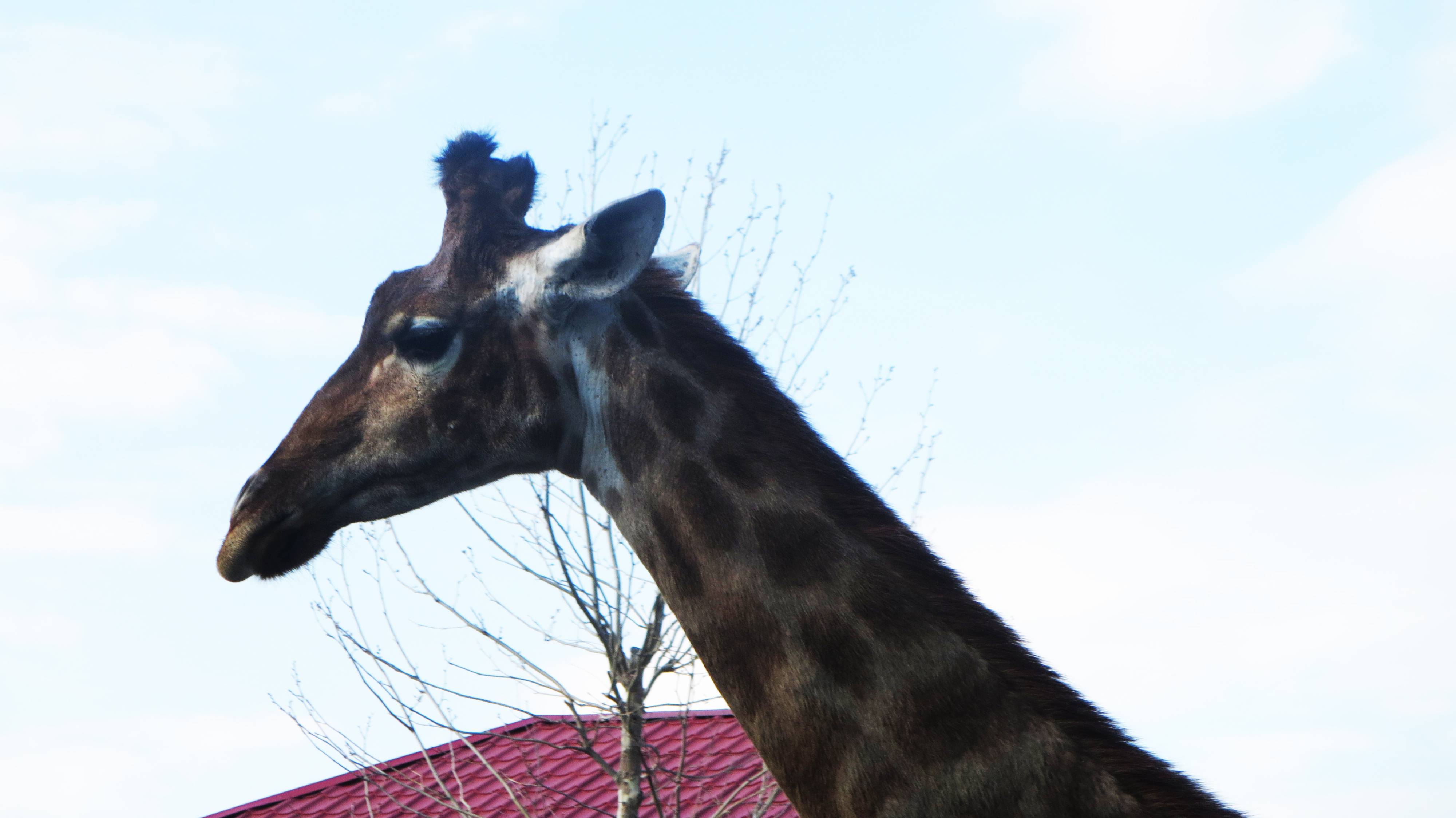 Цветущий Крым. Ч.4. Парк львов Тайган Весеннее путешествие.