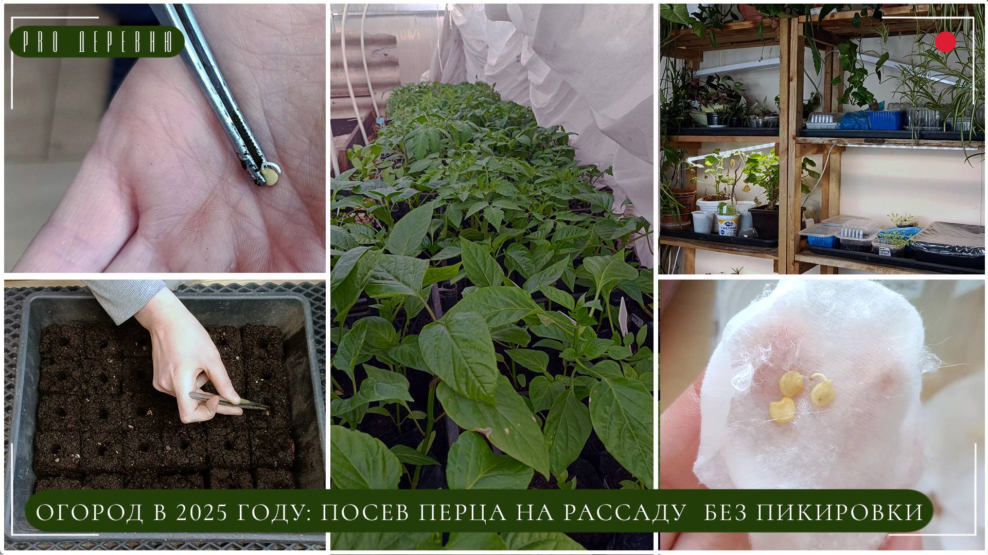 🌱 ОГОРОД 2025: РАССАДА ПЕРЦА БЕЗ ПИКИРОВКИ! Мой способ выращивания 🌶️