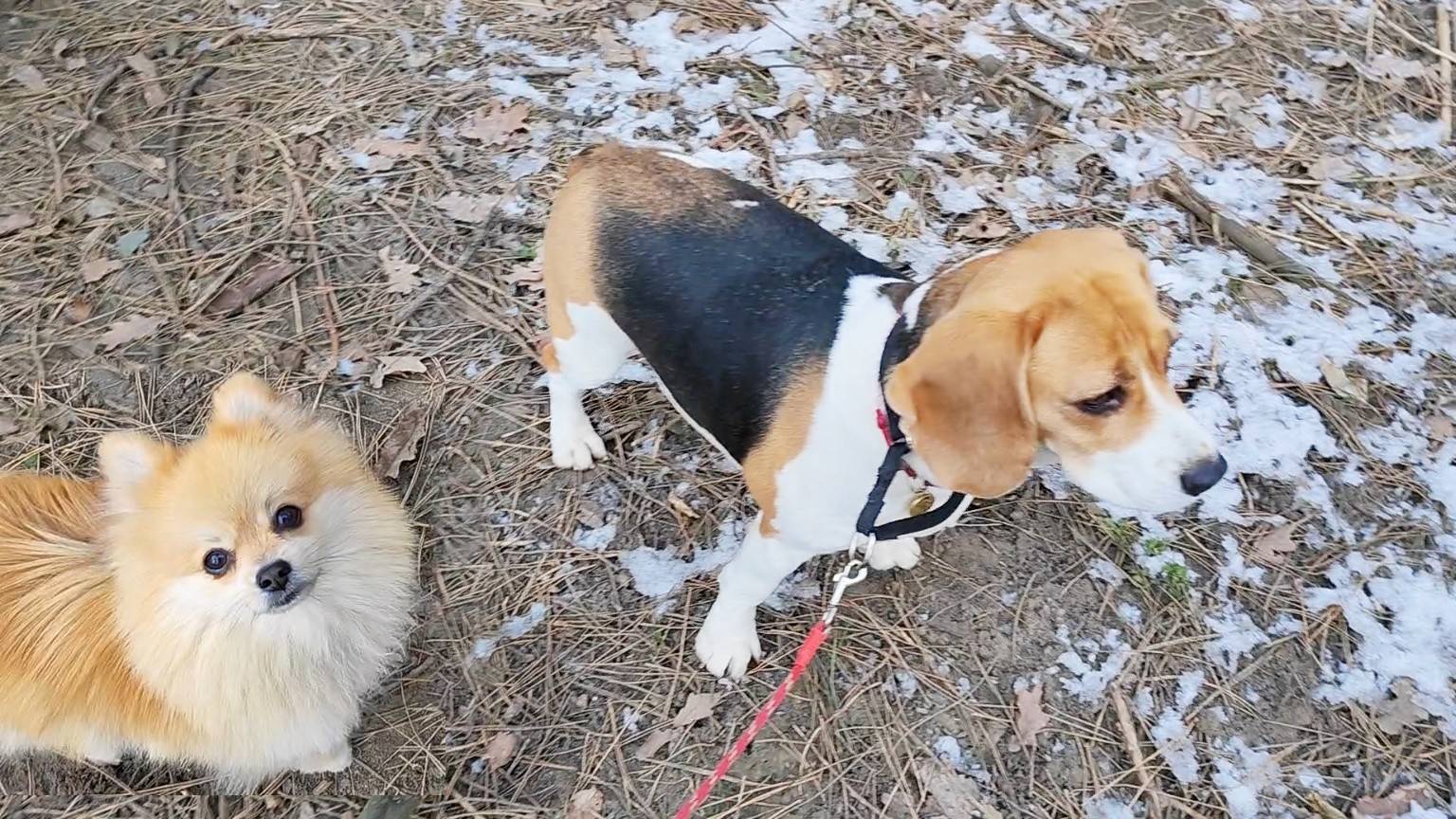 Я пошла. Отстаньте! Гуляем с Грейси... | Передержка собак Ростов