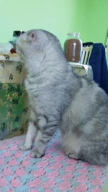 Кошечка Буся сонная)