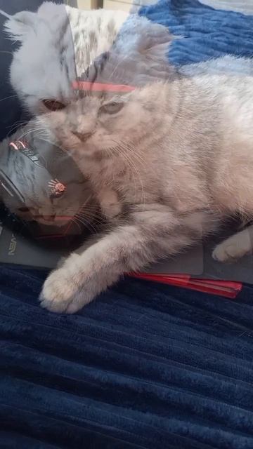 Кошечка Буся