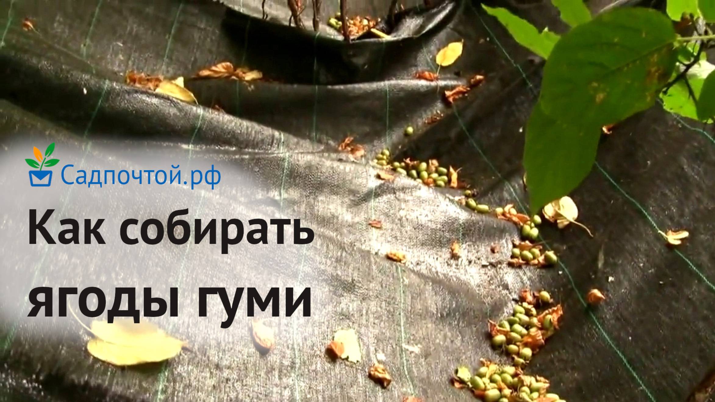 Как собирать ягоды актинидии, Actinidia kolomikta