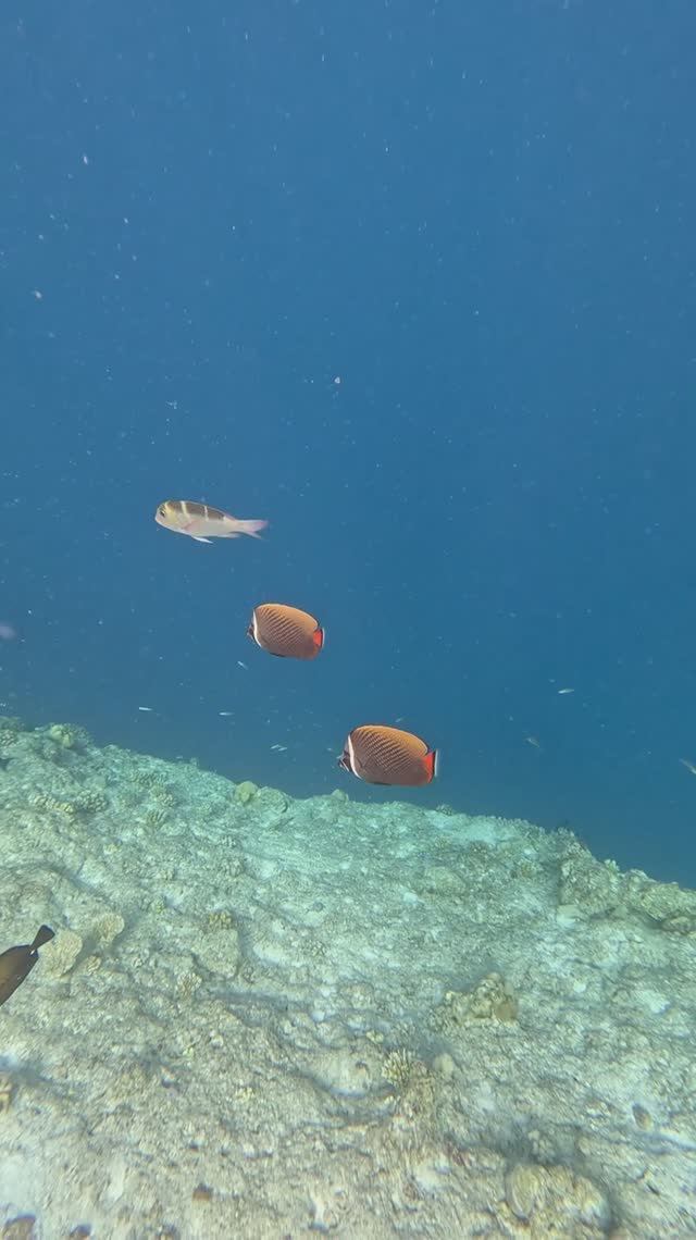 Пакистанские рыбы-бабочки на Мальдивах
