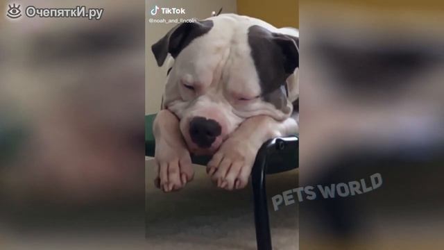 Кошки и другие звери в подборке видео