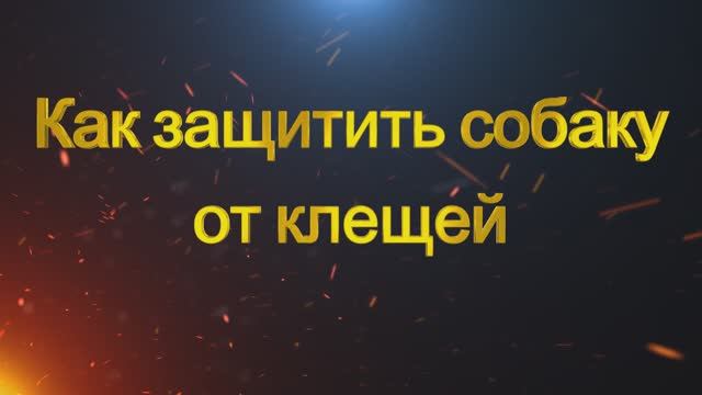 Как защитить собаку от клещей