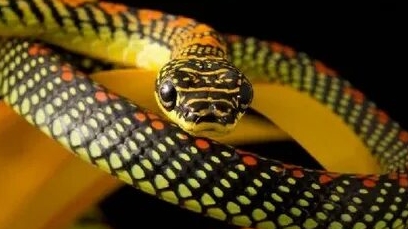 5 фактов о змеи
