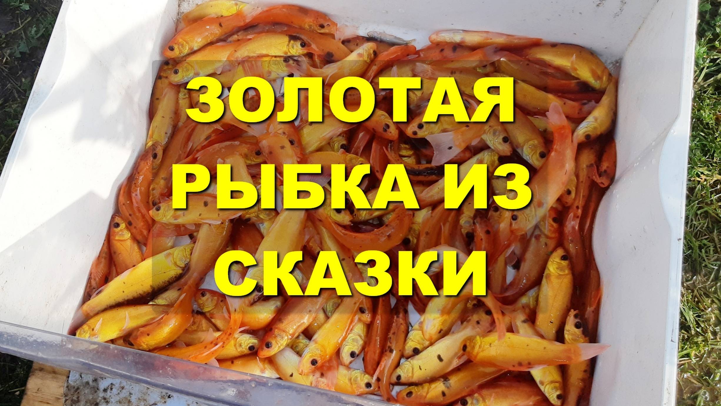 Зарыбляю деревенский пруд Золотым линём. #рыбалка #зарыбление #линь #fishing