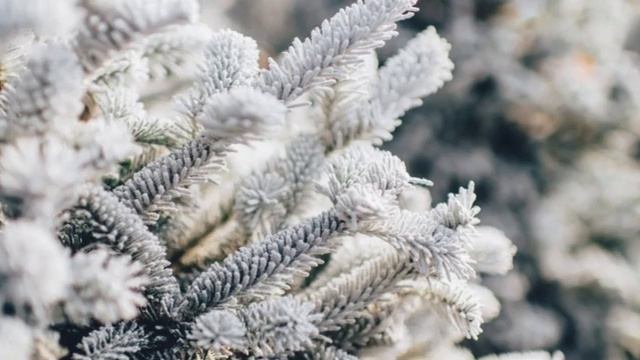 Сказочный Дед Мороз  Слайд-шоу  автор Лариса Смолина  Бонусный урок  Canva Базовый курс (8 поток)