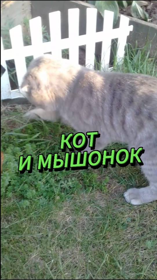 Кот и мышонок