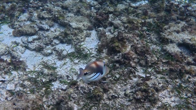 Эпизод 3: «Неожиданные Встречи: Морской Огурец и Молодая Мурена | Снорклинг в Тихом океане»