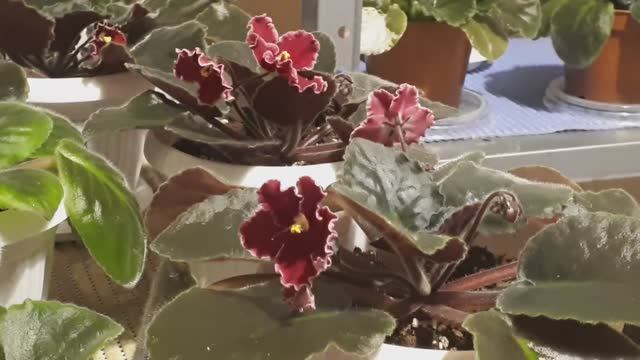 Когда НЕЛЬЗЯ удобрять фиалки? Основные правила внесения удобрения!