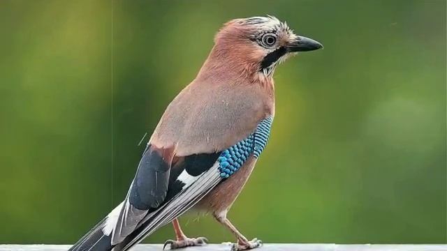 Зимняя песня птиц  Слайд-шоу Калейдоскоп  автор Лариса Смолина  Бонусный урок  Canva Базовая
