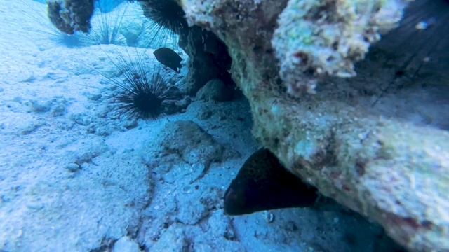 Эпизод 7: «Опасные и Загадочные: Морские Ежи, Мурена в Пещере и Редкая Рыба Крылатка»