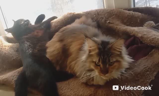 Наши кошки матрёшка