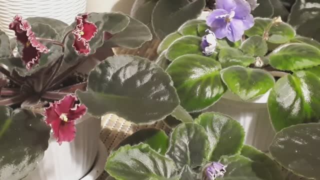 Чем накормить фиалку! Состав, виды, формы и способы внесения удобрений!