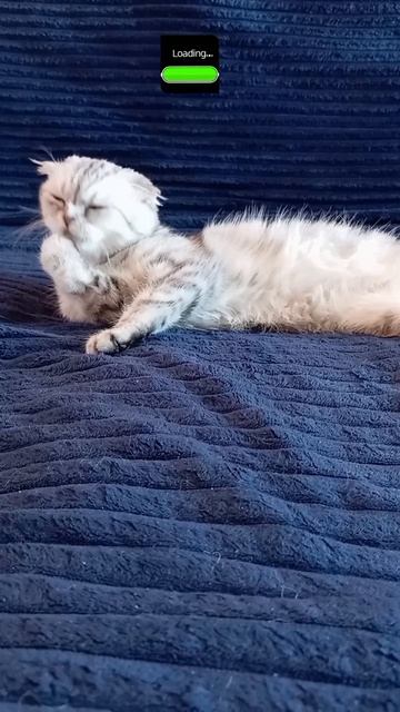 Шотландская кошечка Буся