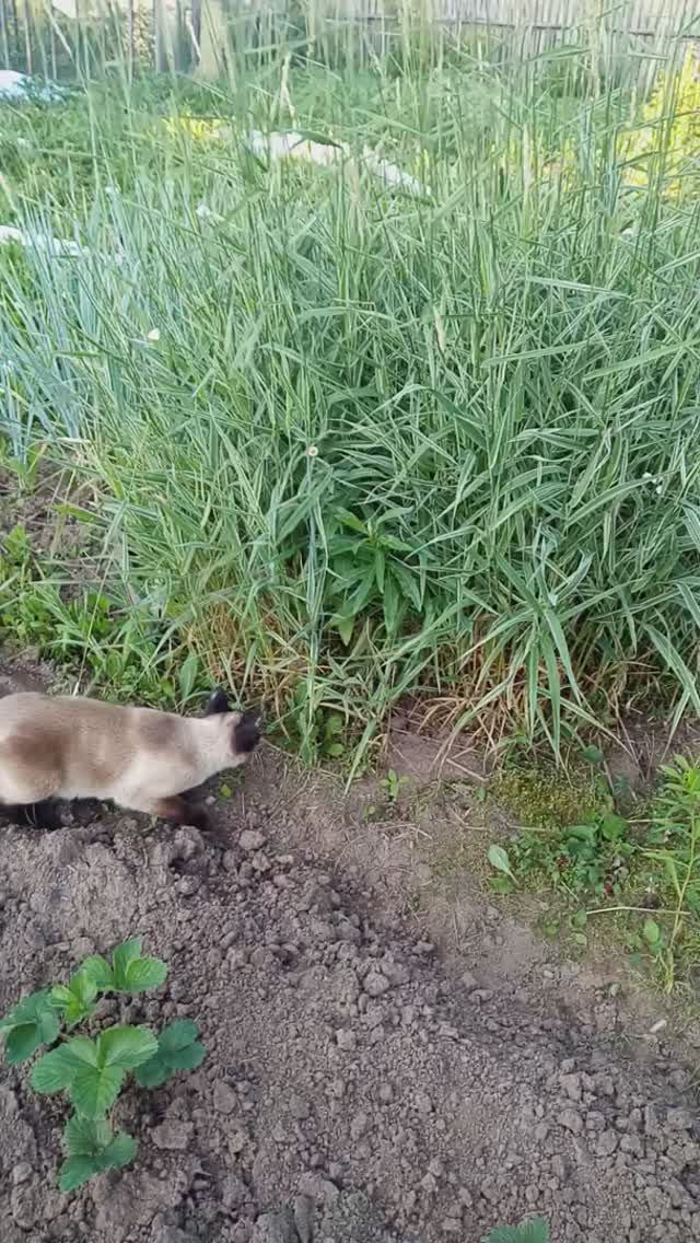 Киски играют.