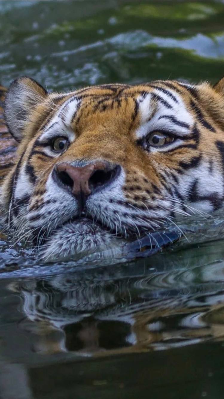 Тигр на переправе