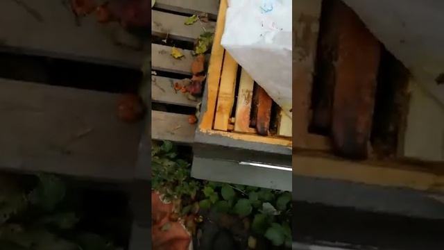 Пасика