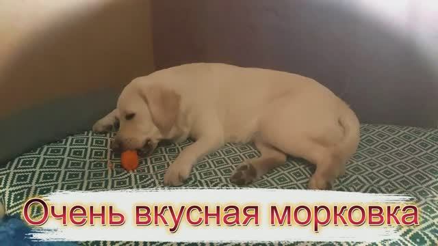 Очень вкусная морковка