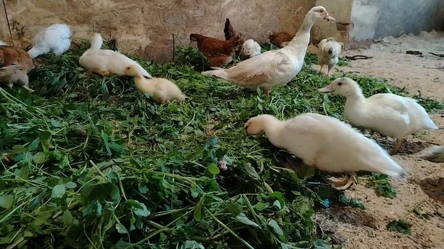 курчата и утята