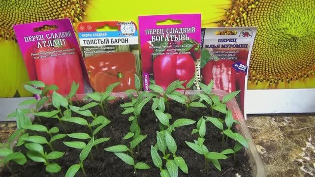 ПОСЕВЫ 2025-61. Семена сладкого перца приятно удивили отличной всхожестью!