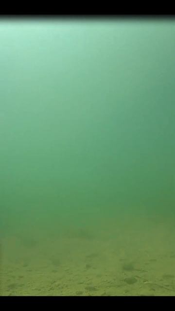 всплыл перед уткой #shorts