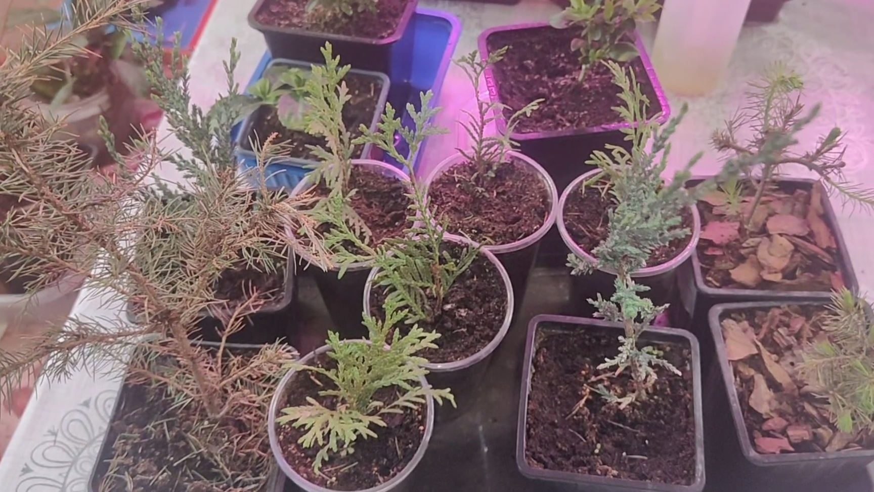 Саженцы с Вайлдберриз, клубника, голубика, хвойные, самшит и гортензия