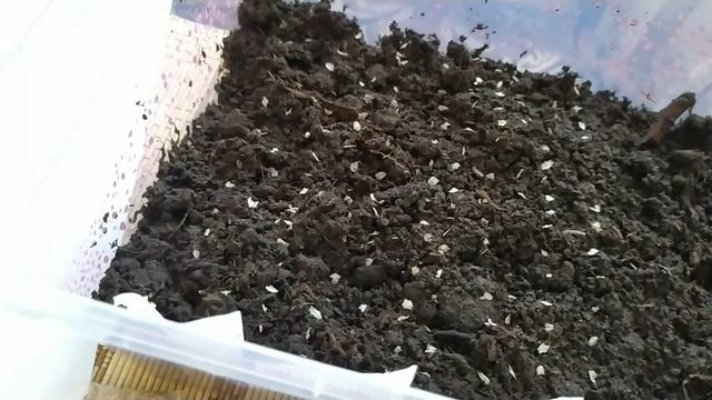 Посев семян медоносных деревьев. Павловния-медовое дерево+. 24/03/2021