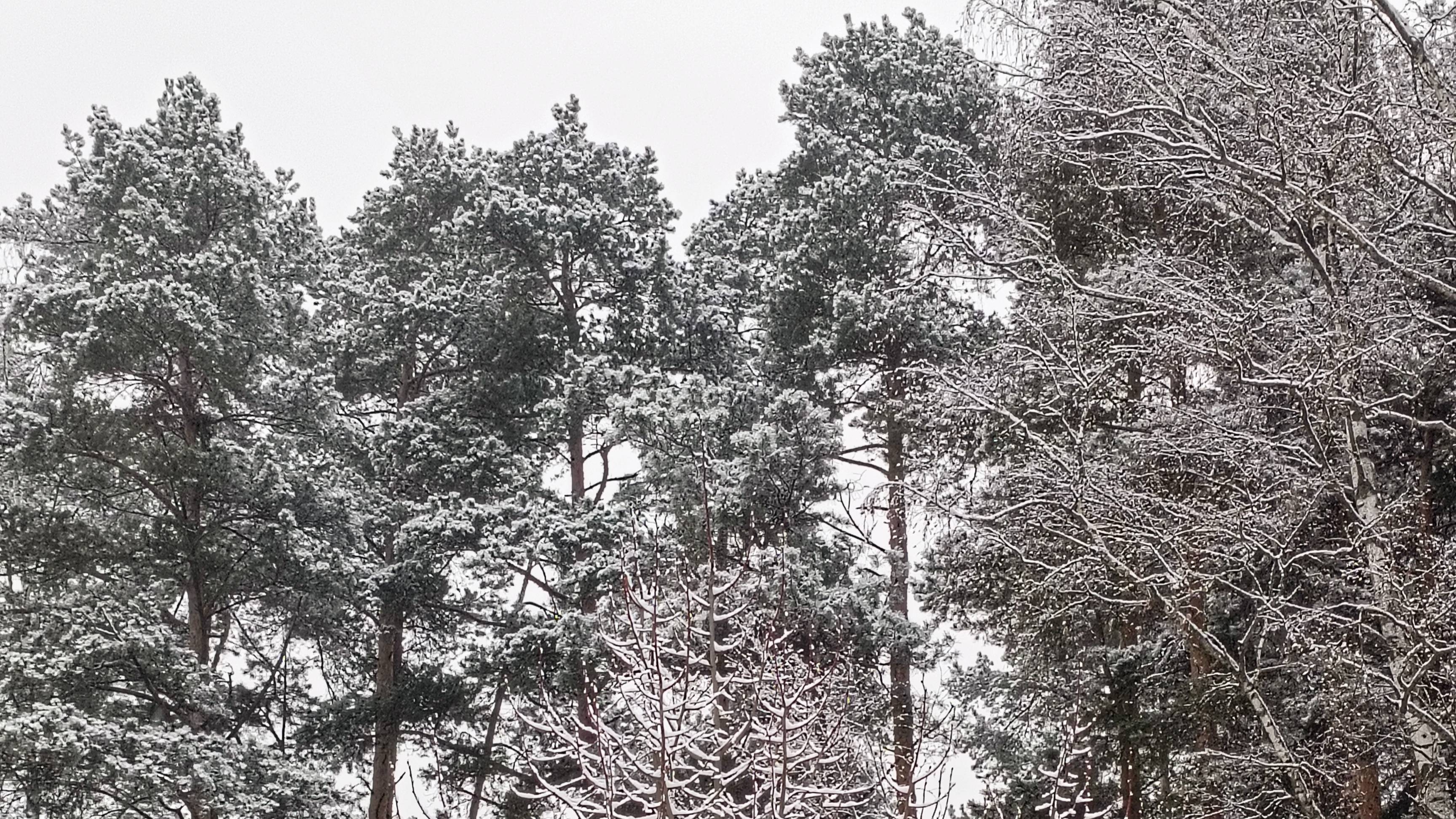 Мартовский снежок .