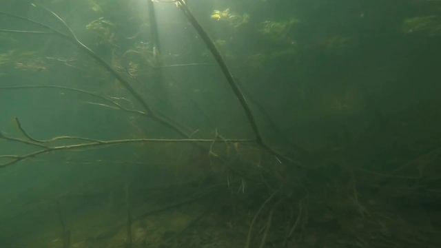 Тренировочное Погружение в Озере