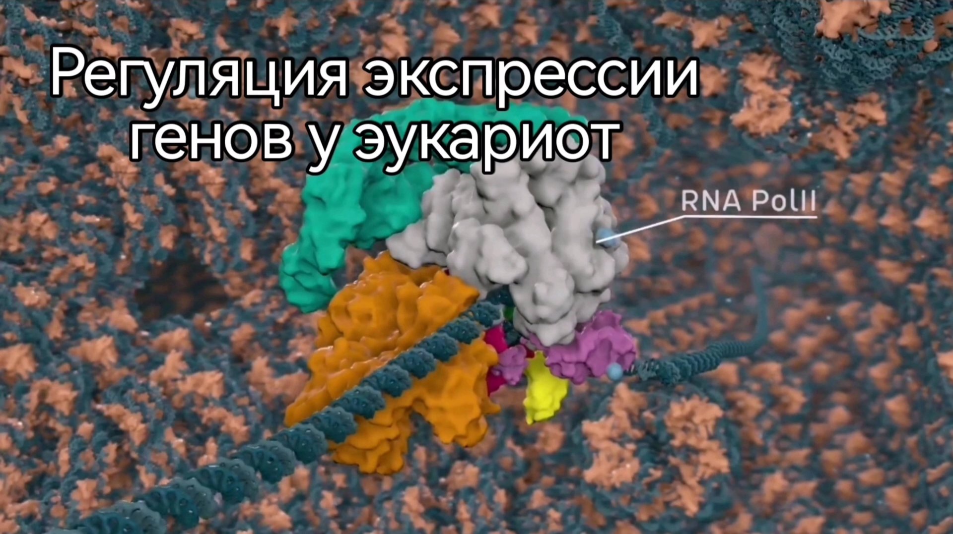 Регуляция экспрессии генов у эукариот