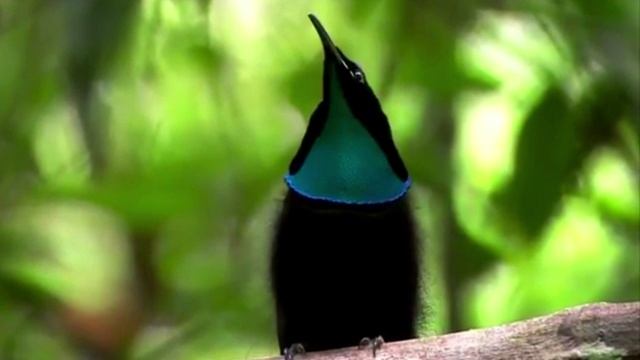 Брачные танцы Райских птиц