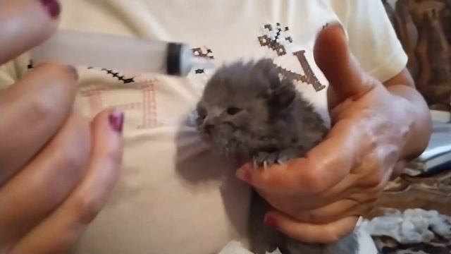 Мурзик барабанщик. 18/10/2020