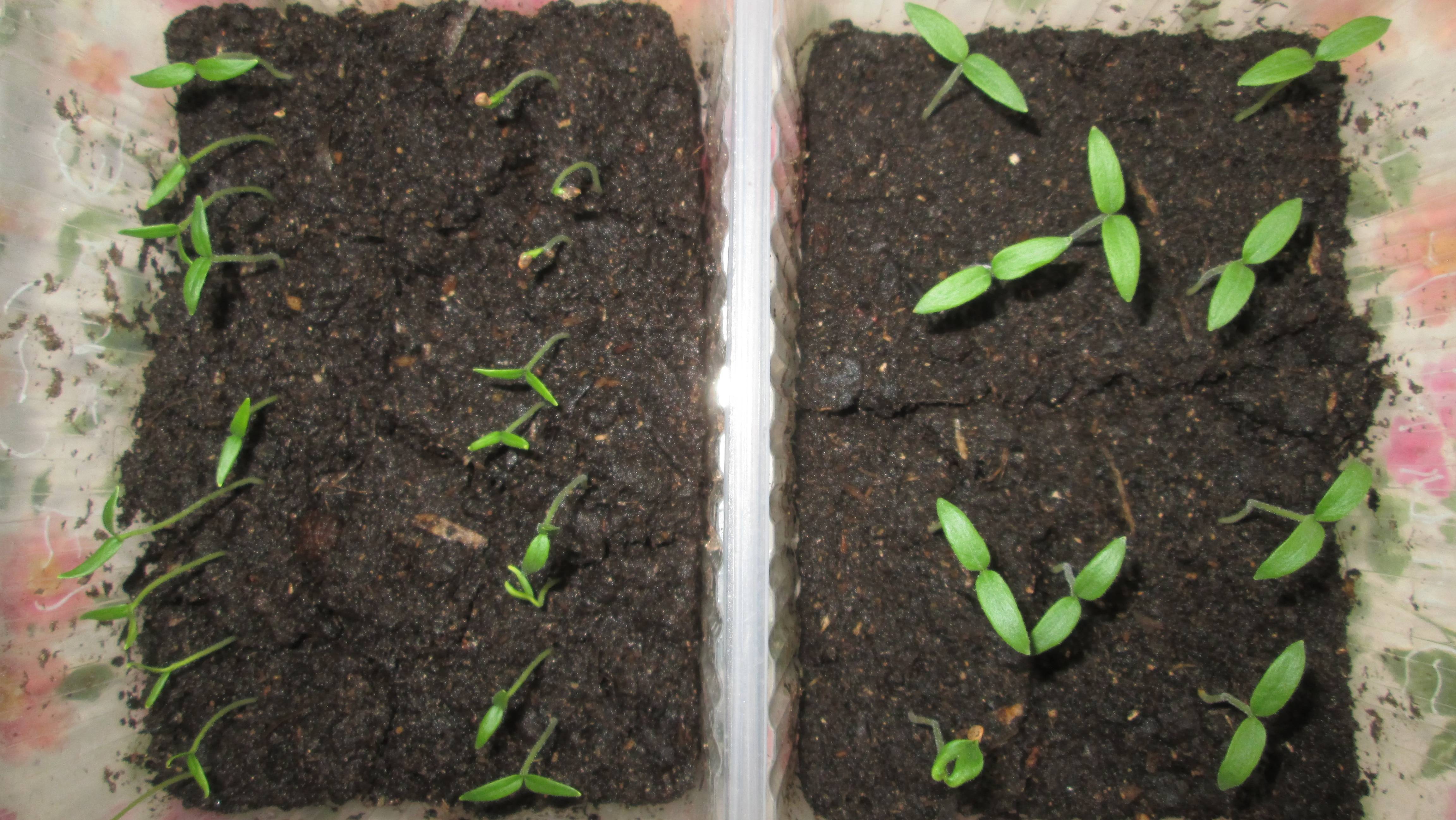 Всходы баклажан