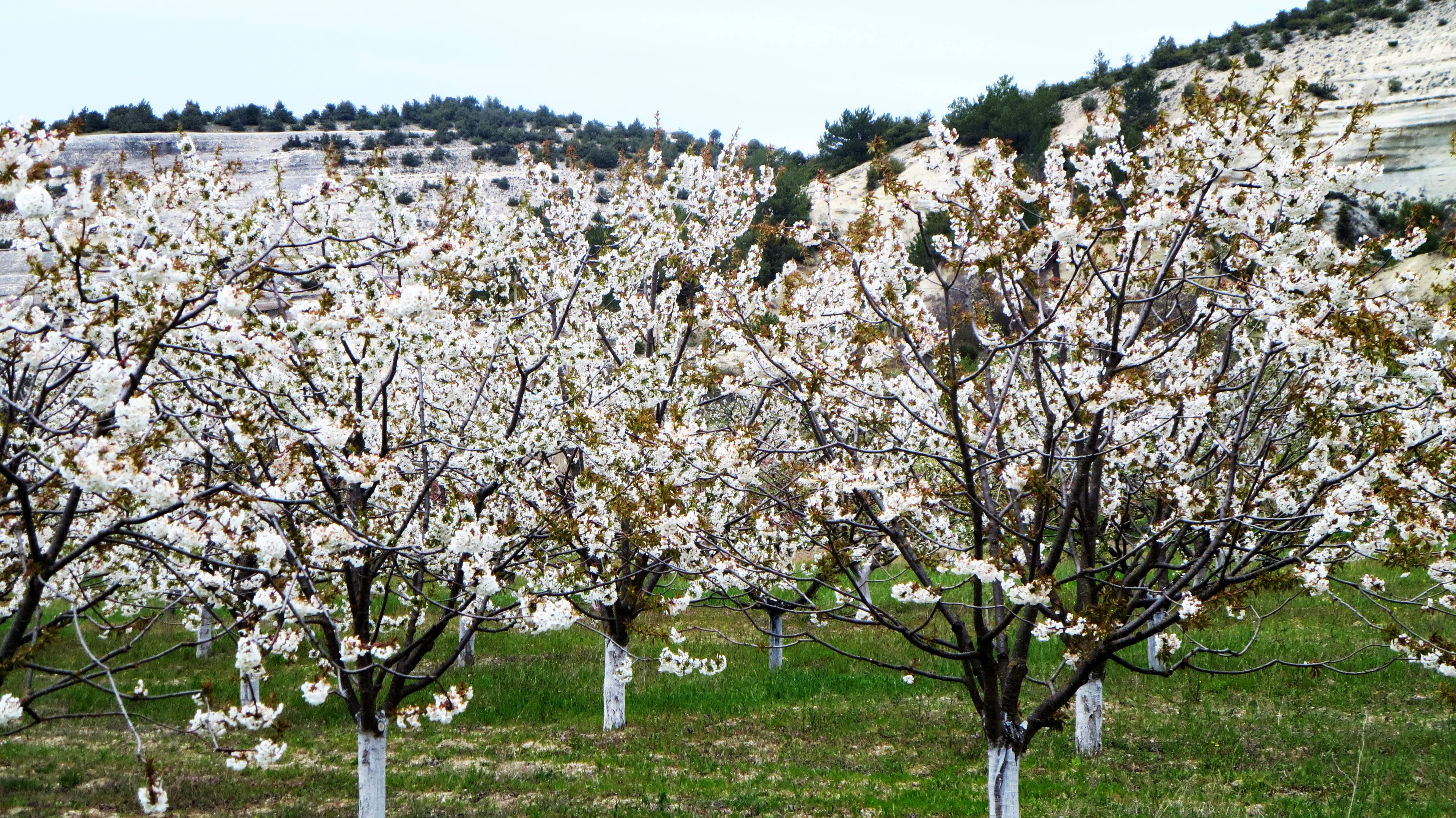 Цветущий Крым. Ч.5. Цветущие просторы Крыма. Весеннее путешествие.