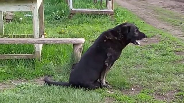 Сторожевой пёс #Пират