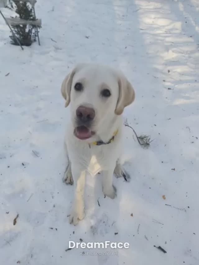 Поддерживаем тренд😁 Ансамбль «Мальчик-зайчик Симба»