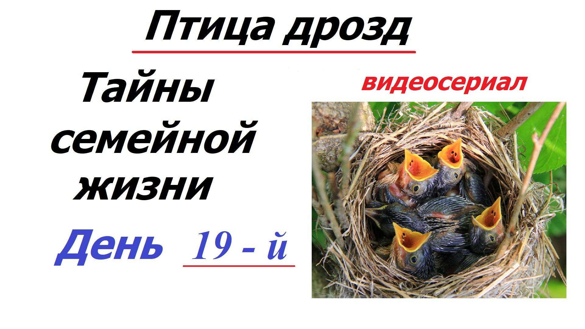 История одной птичьей семьи. День 19-й. Сериал