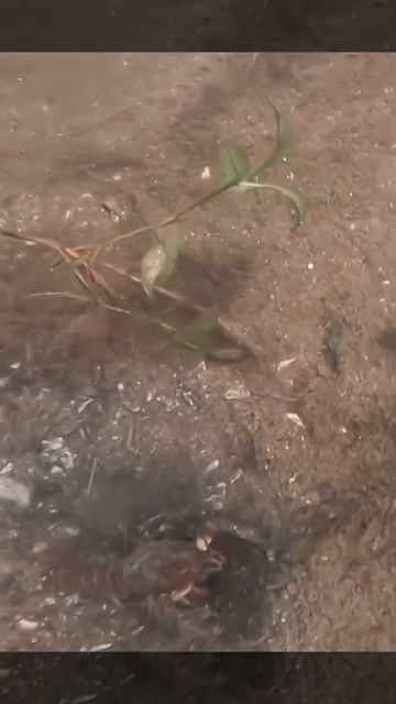 Турбо рак #shorts