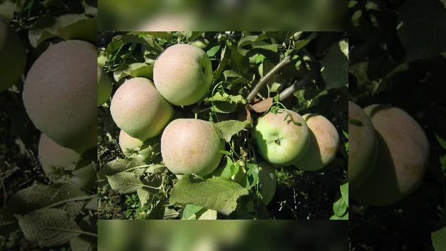 Евангелие от Луки