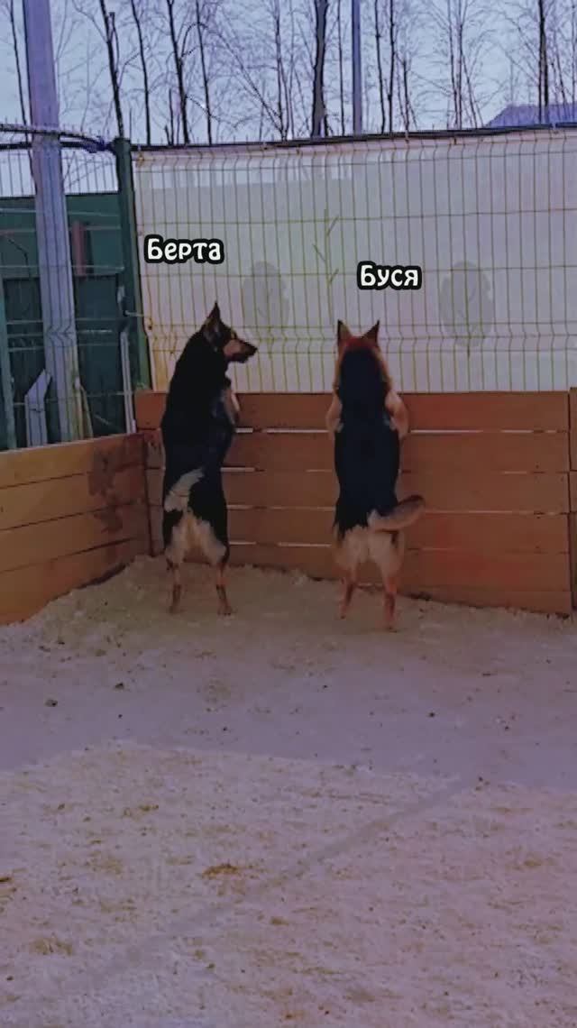 Берта и Буся, лучшие синхронистки! ❥ Приют в Малинках