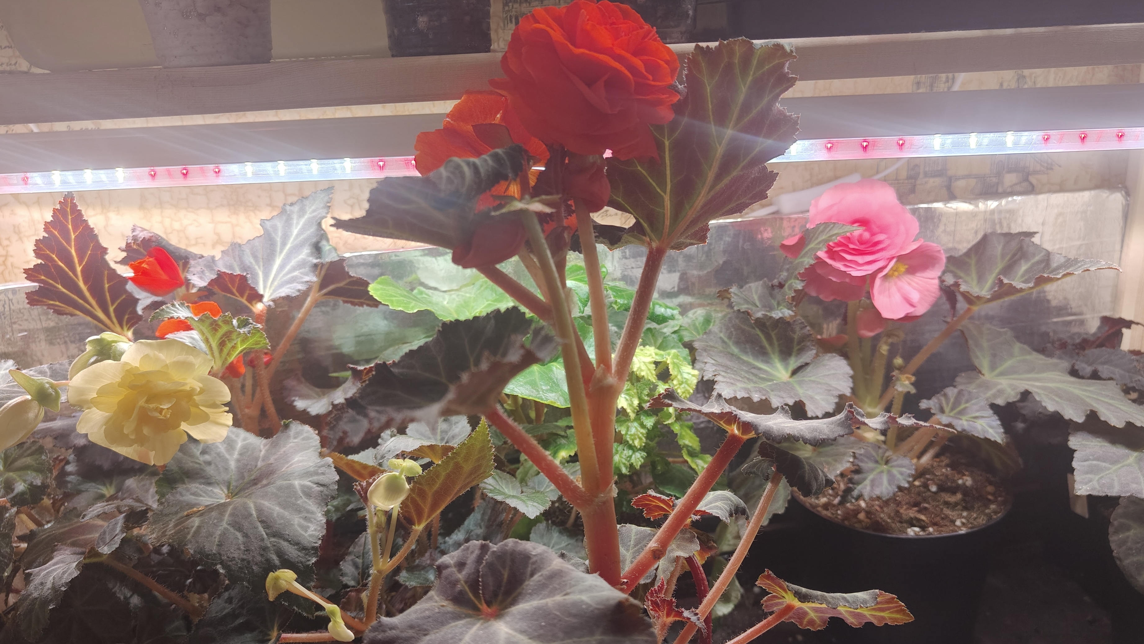 Мои бегонии 2 марта 2025 года. Красотки не могу 😊👍