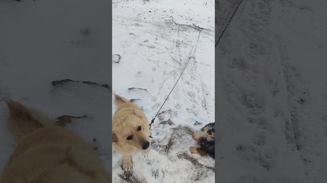 Комендант Чипоня: Гаврик, падай ниц, хозяин идëт!