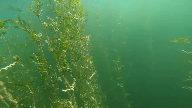 Дайвинг Под водой На голубом озере В Г. Смоленск Село Пригорское